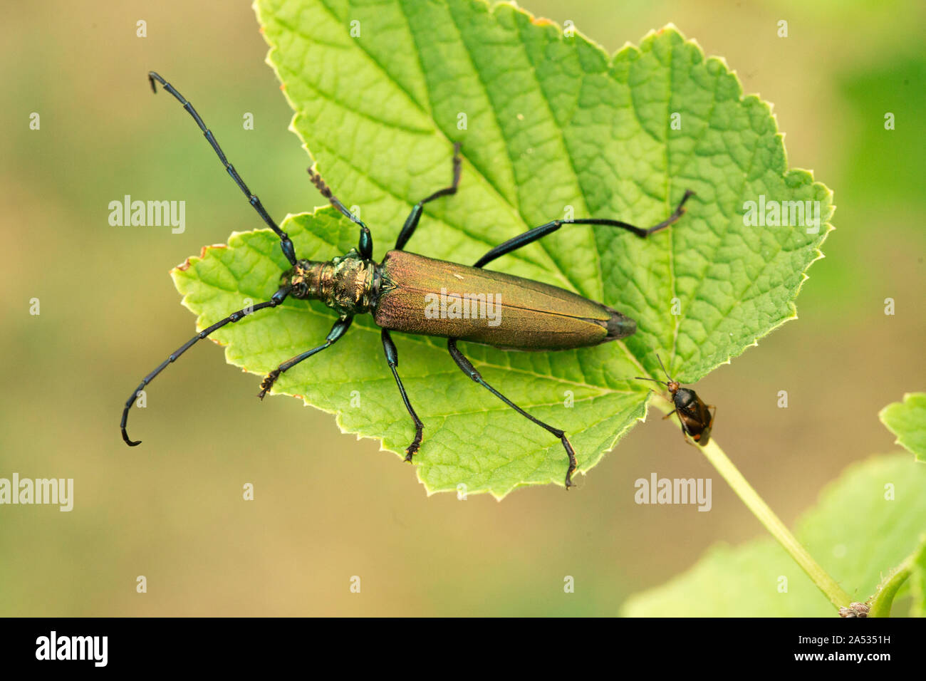 Aromia moschata longhorn beetle posing on green leaves, big musk beetle ...