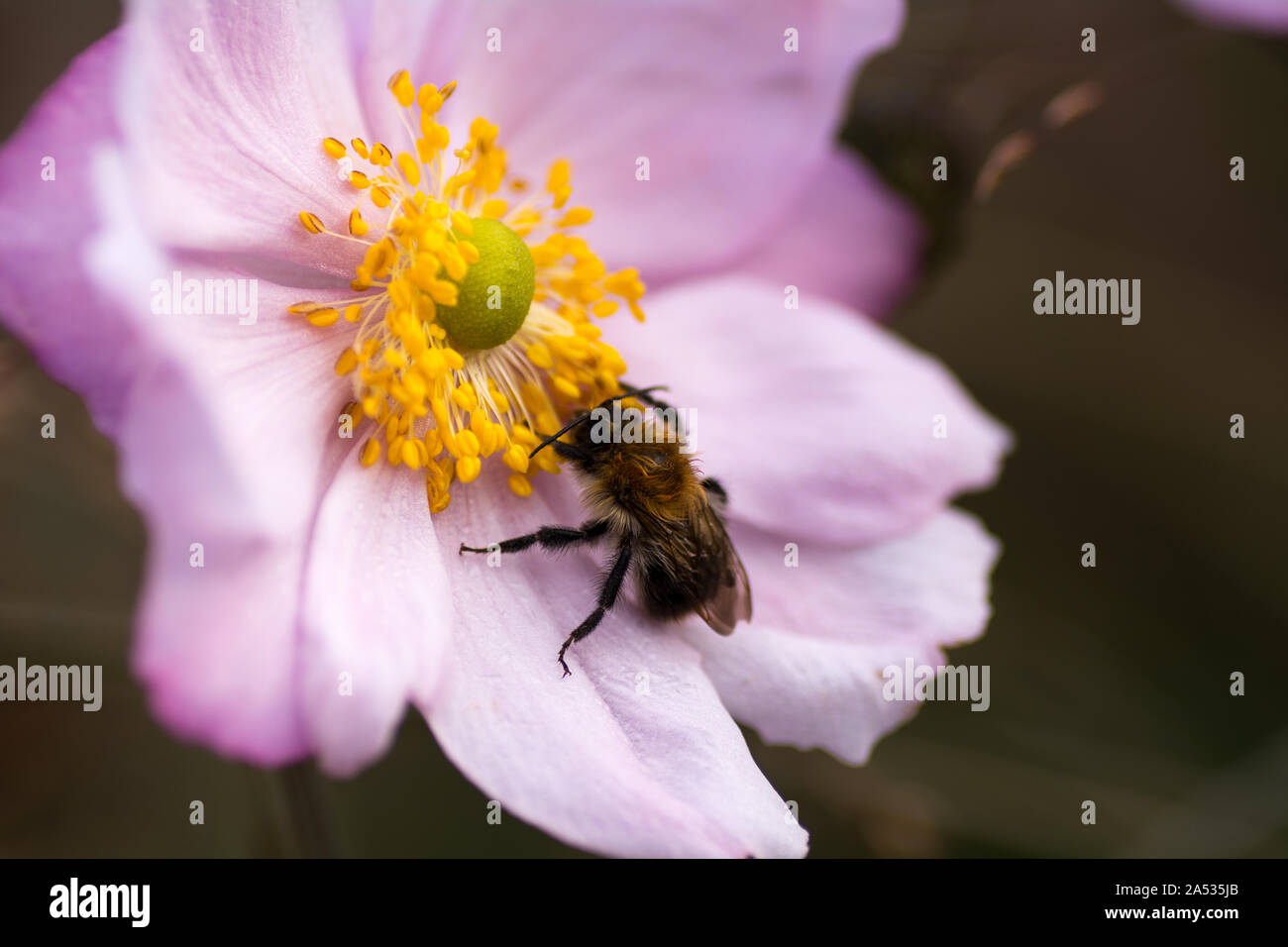 Rosa arkansana, the prairie rose or wild prairie rose, is a species of ...