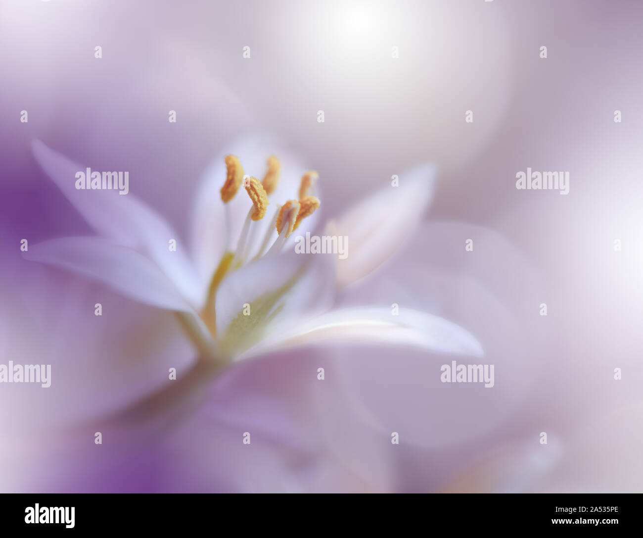 Soft card hi-res stock photography and images - Alamy