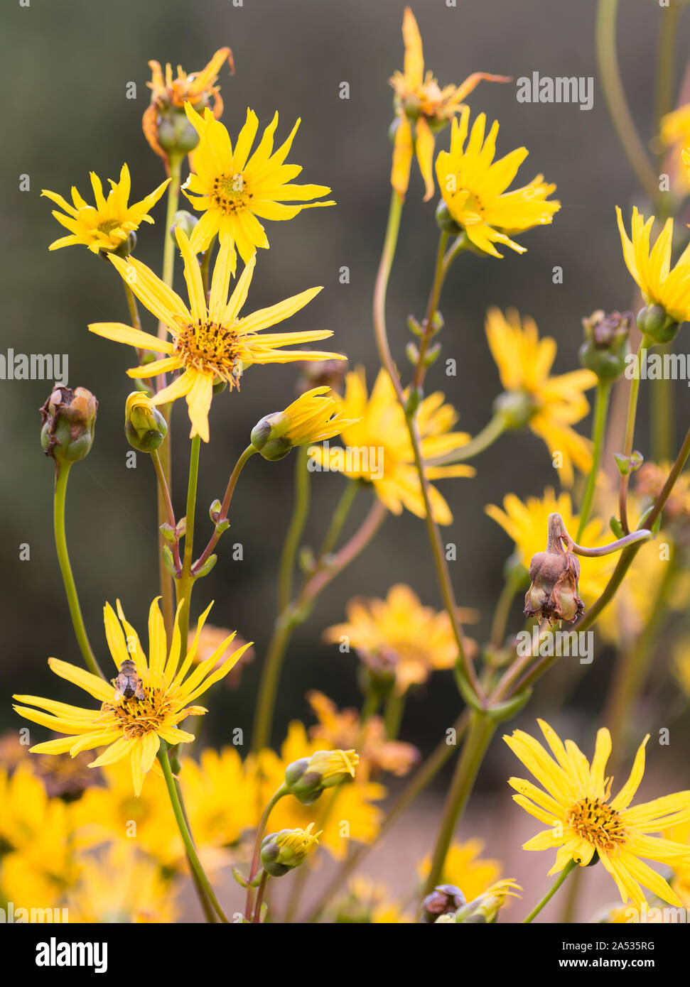 Silphium trifoliatum, commonly known as whorled rosinweed, flowering ...