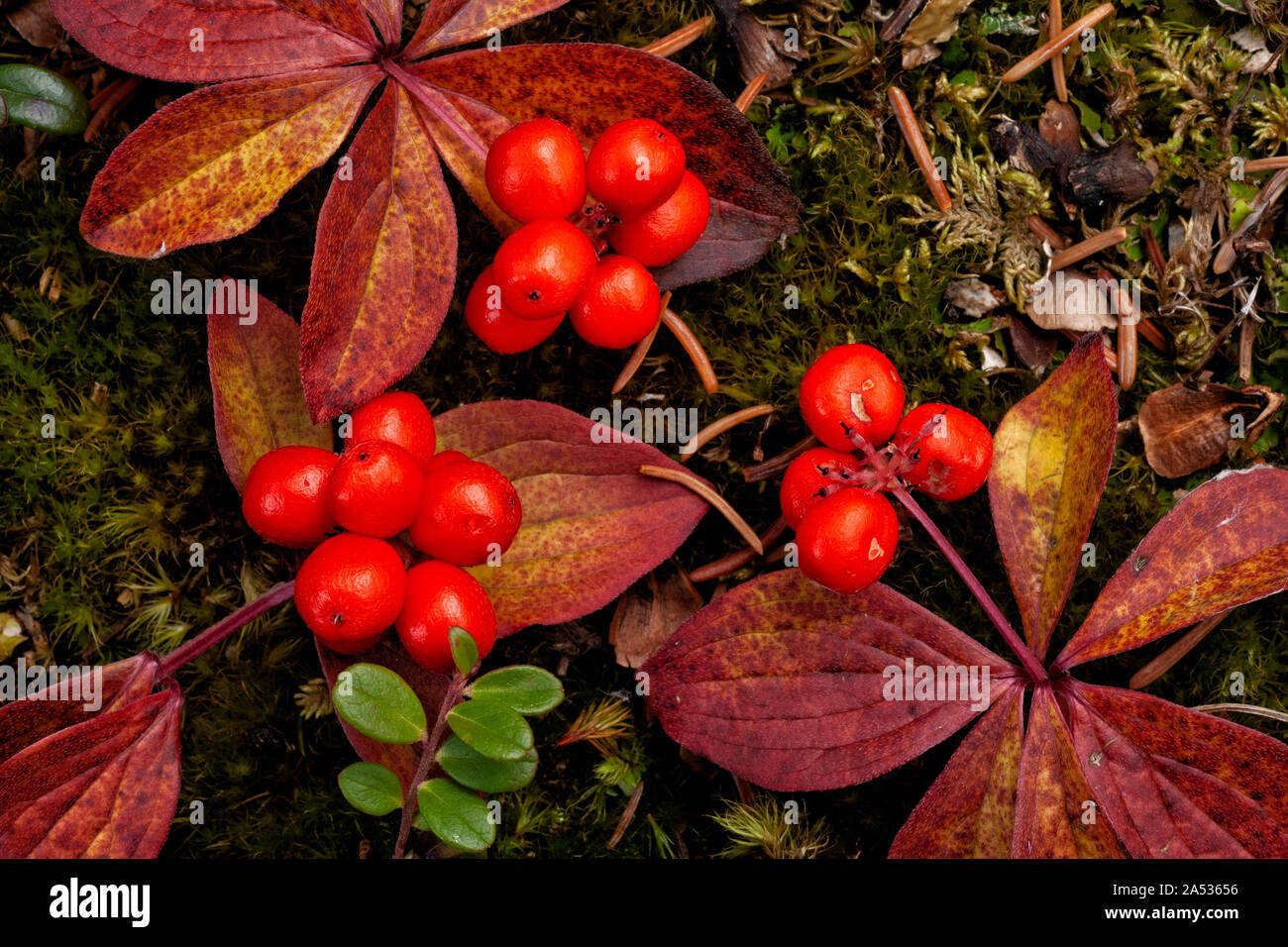 North America; United States; Alaska; Alaska Range Mountains; Denali ...