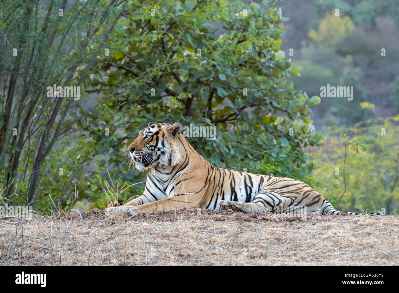 T42 High Resolution Stock Photography and Images - Alamy