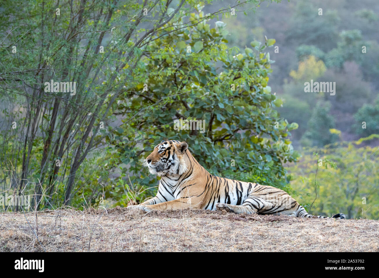 Biggest Wild male bengal tiger Fateh or T42 resting in green background ...
