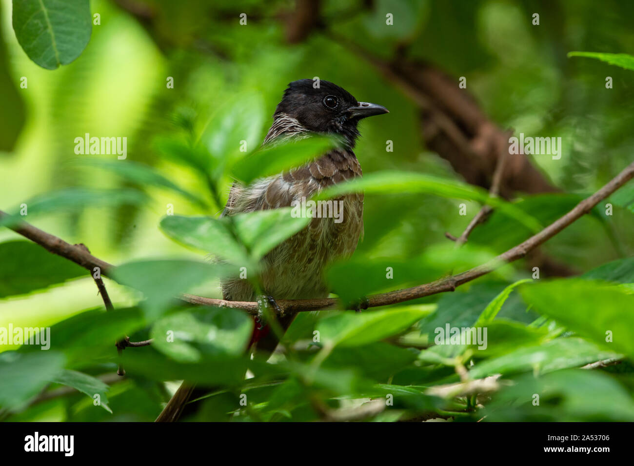 red vented bulbul or Pycnonotus cafer bird portrait in green background ...