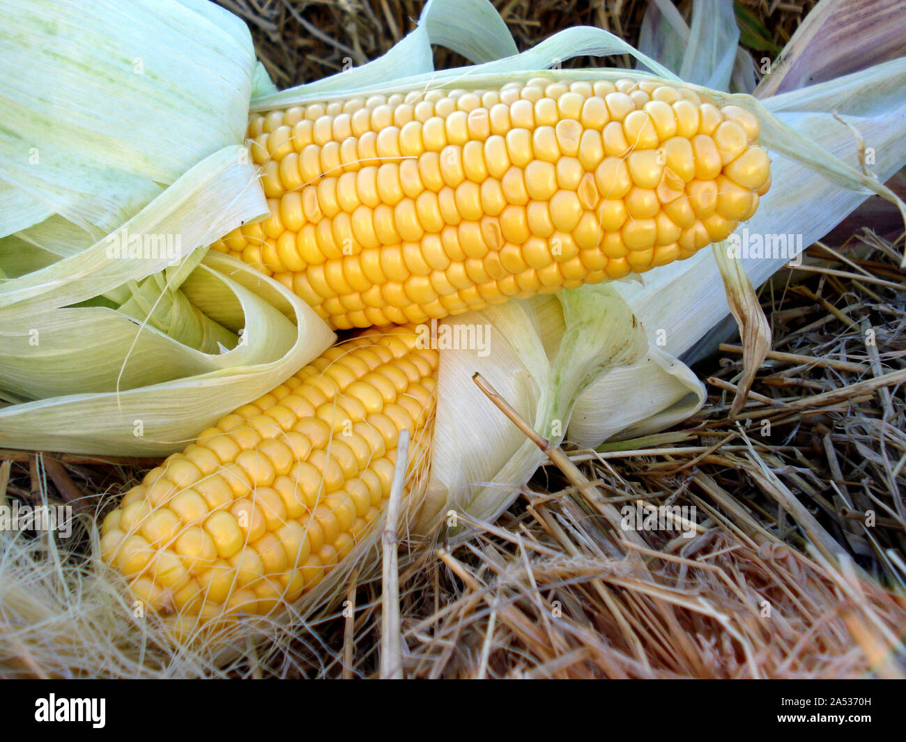 Fresh corn ears with leaves. Two big ripe mature yellow cob Stock Photo ...
