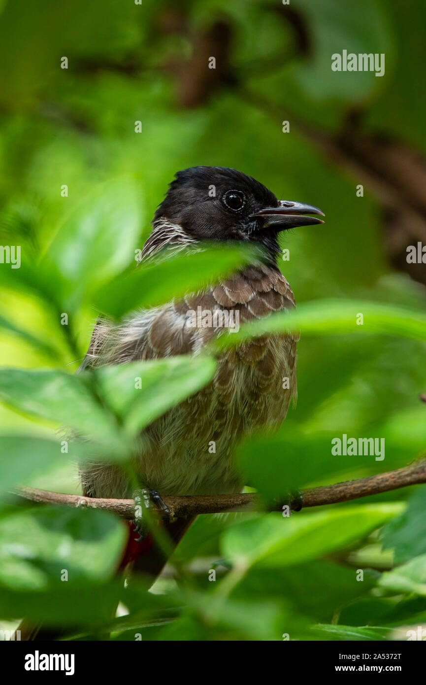 red vented bulbul or Pycnonotus cafer bird portrait in green background ...