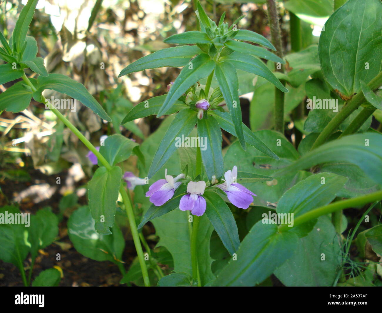 Chinese Houses Flower