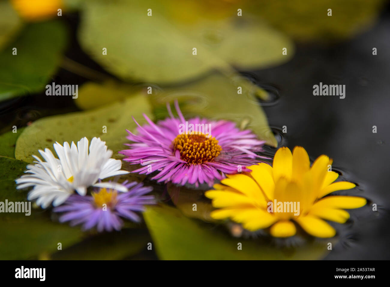 Bright colored flowers and leaves float in the dark water Stock Photo ...