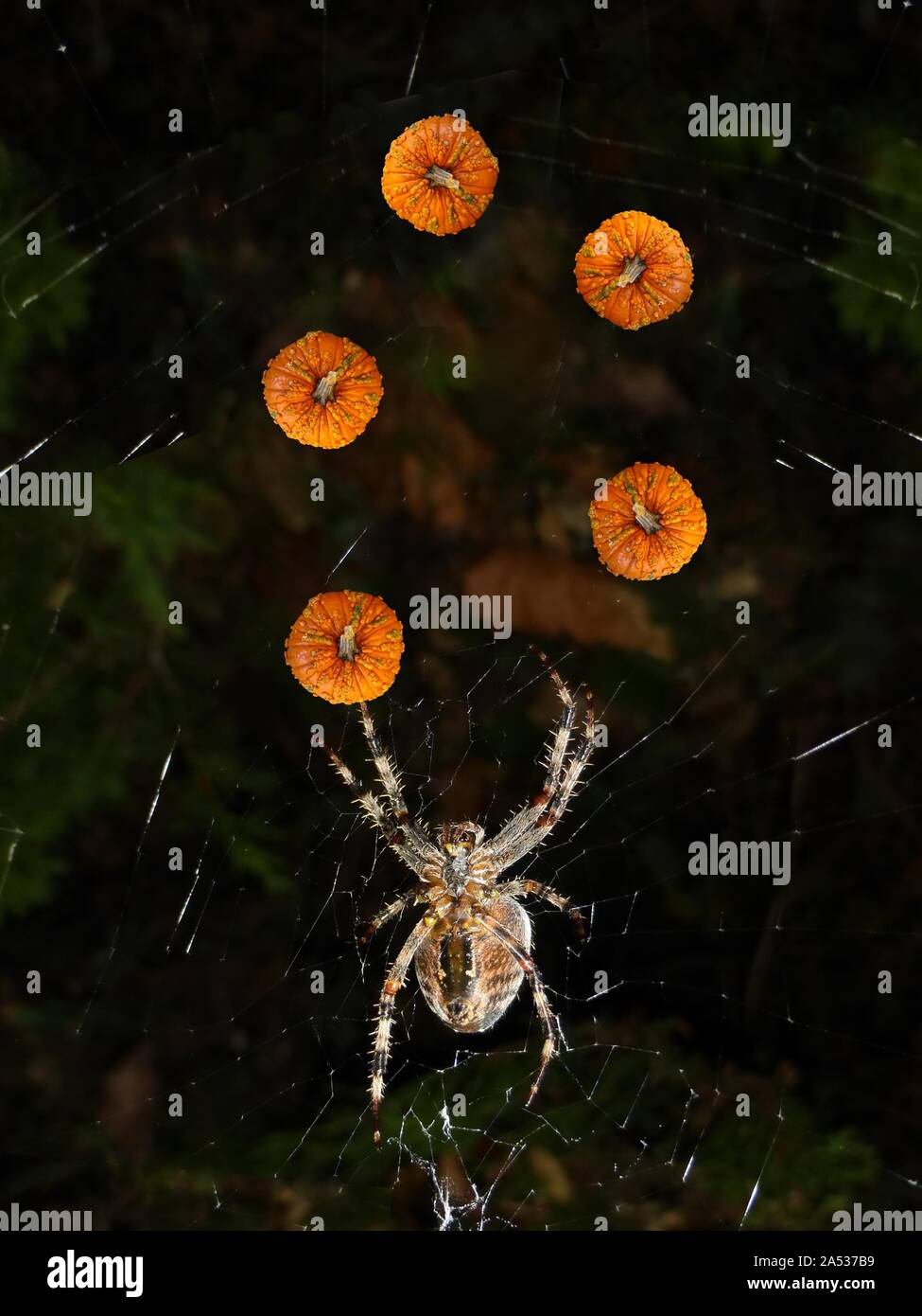 Isolated images of a bumpy pumpkin pasted upon a picture of an orb ...