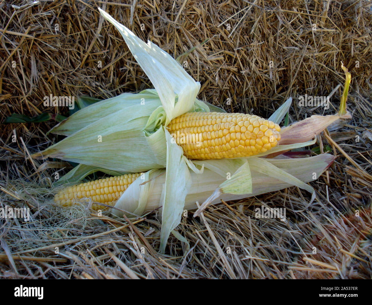 Maize crop disease hi-res stock photography and images - Alamy