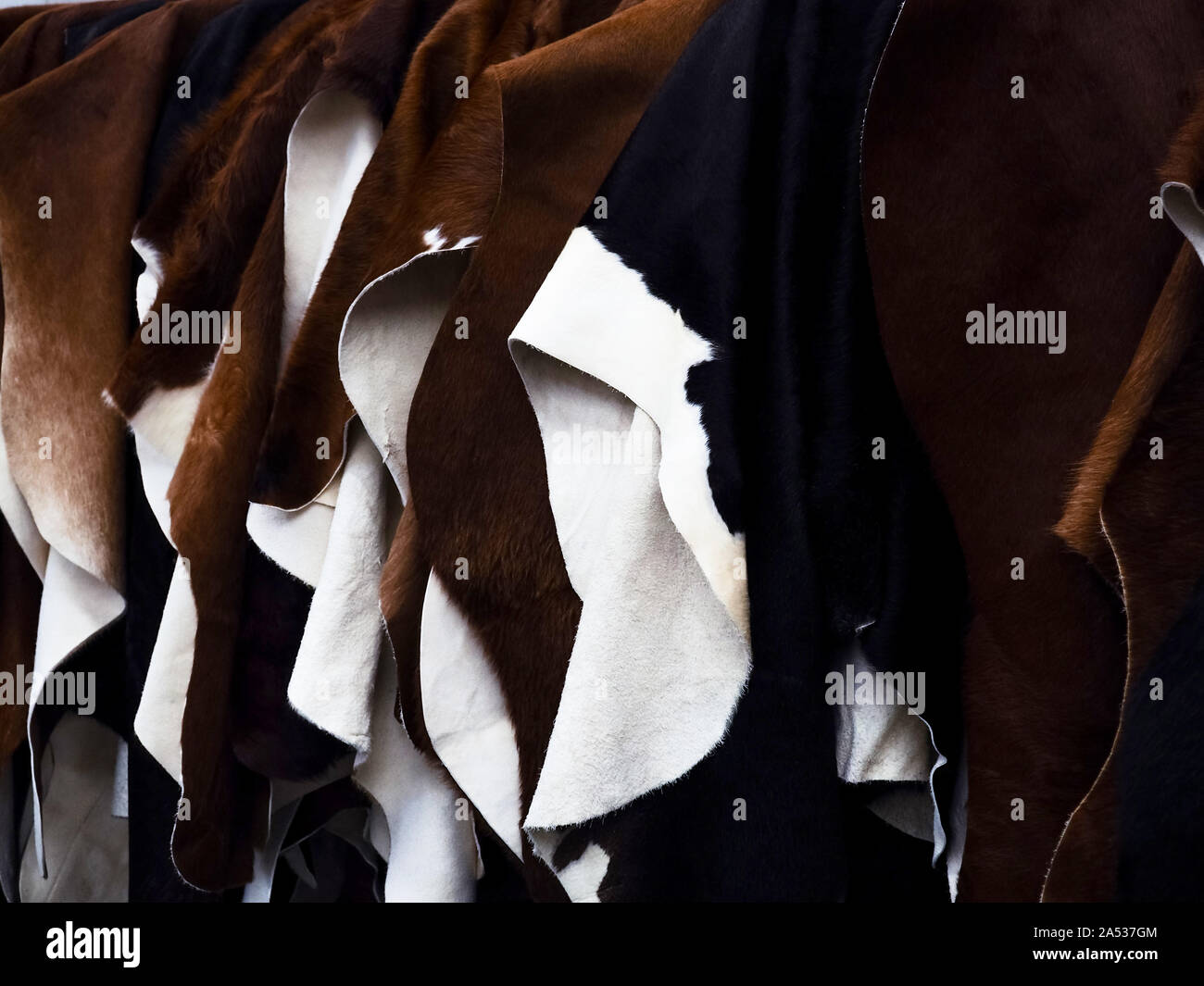 Cattle hides cow, hanging showcase in store different color black and ...