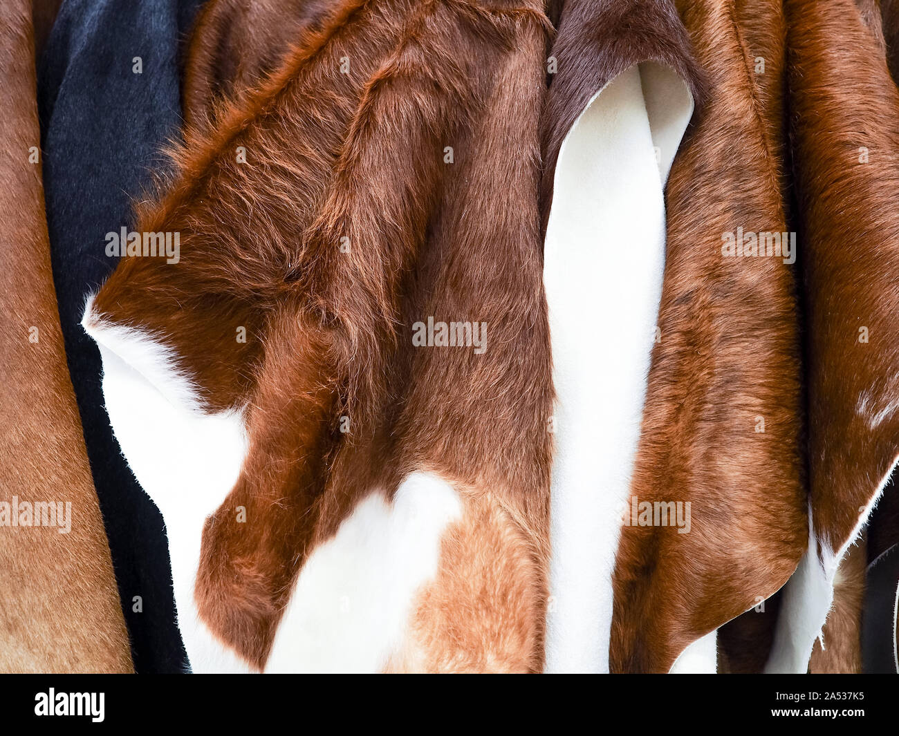 Hides of sheep hi-res stock photography and images - Alamy