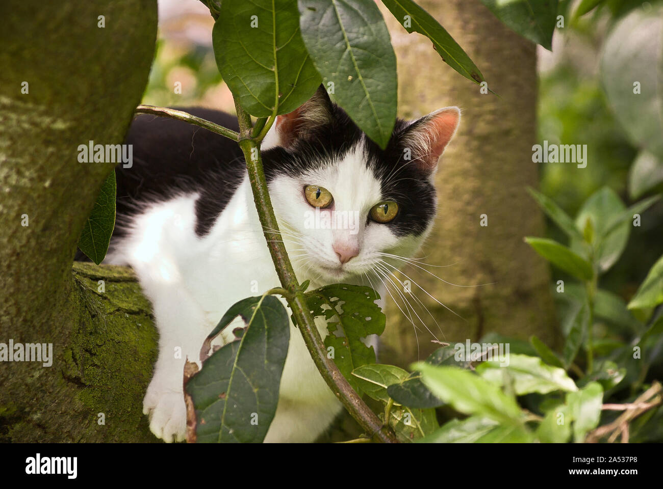 Domestic cat cherry tree hi-res stock photography and images - Alamy