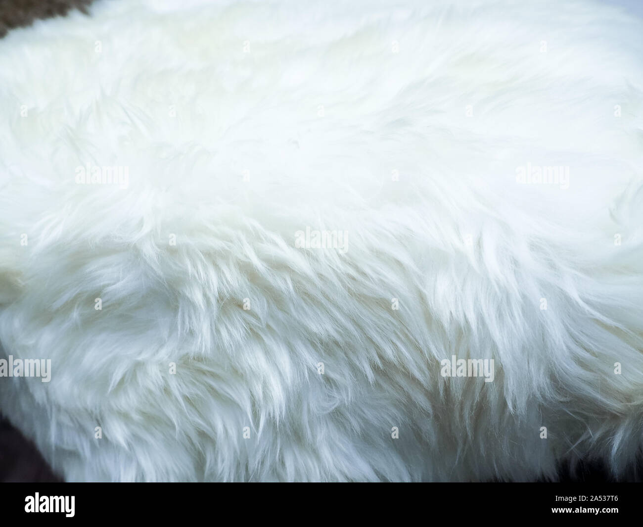 Sheep Wool Background, Natural fluffy fur sheep wool Stock Photo - Alamy