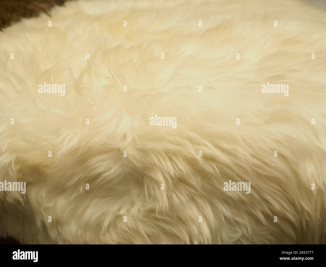 Sheep Wool Background, Natural fluffy fur sheep wool Stock Photo - Alamy
