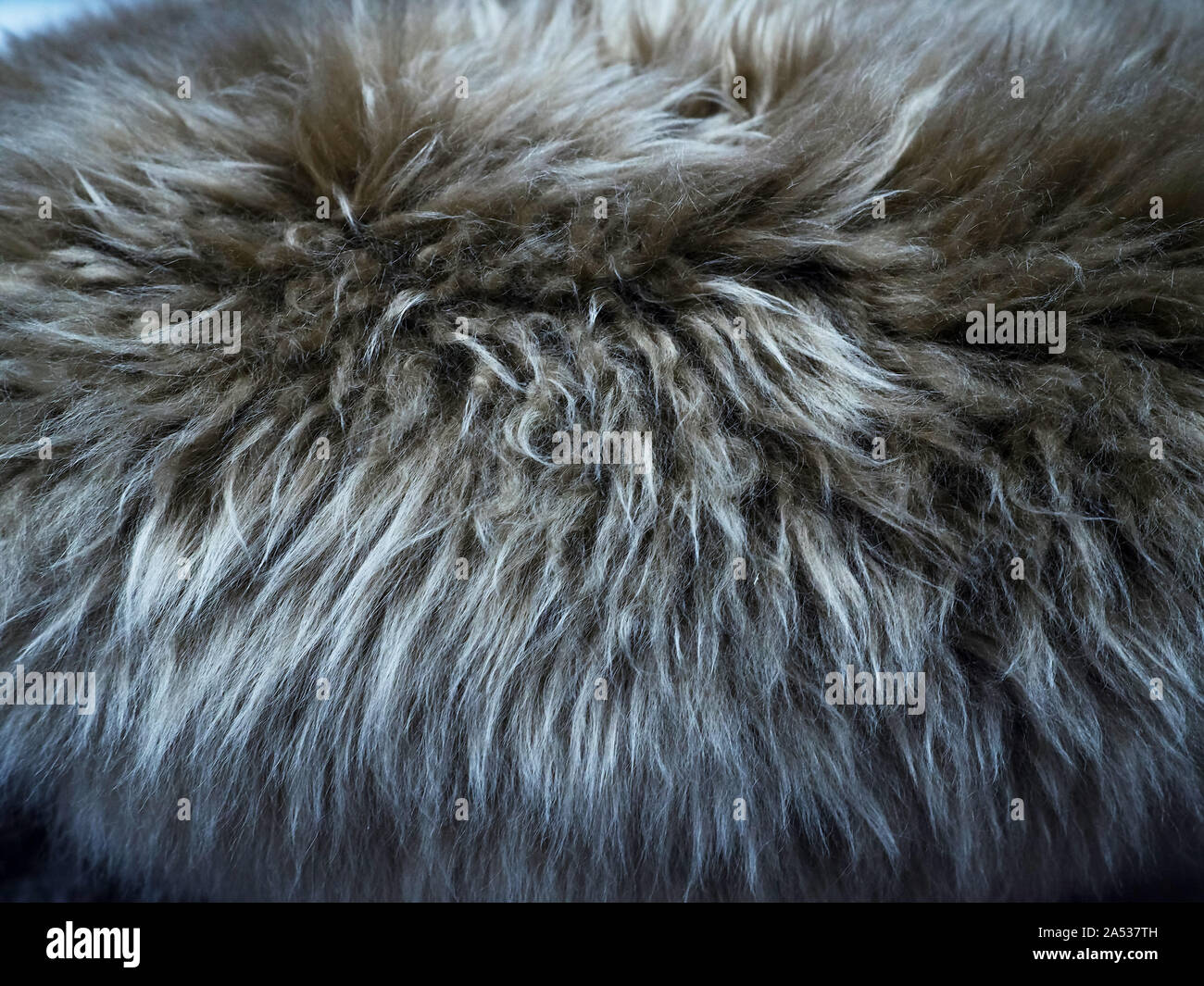 Sheep Wool Background, Natural fluffy fur sheep wool Stock Photo - Alamy