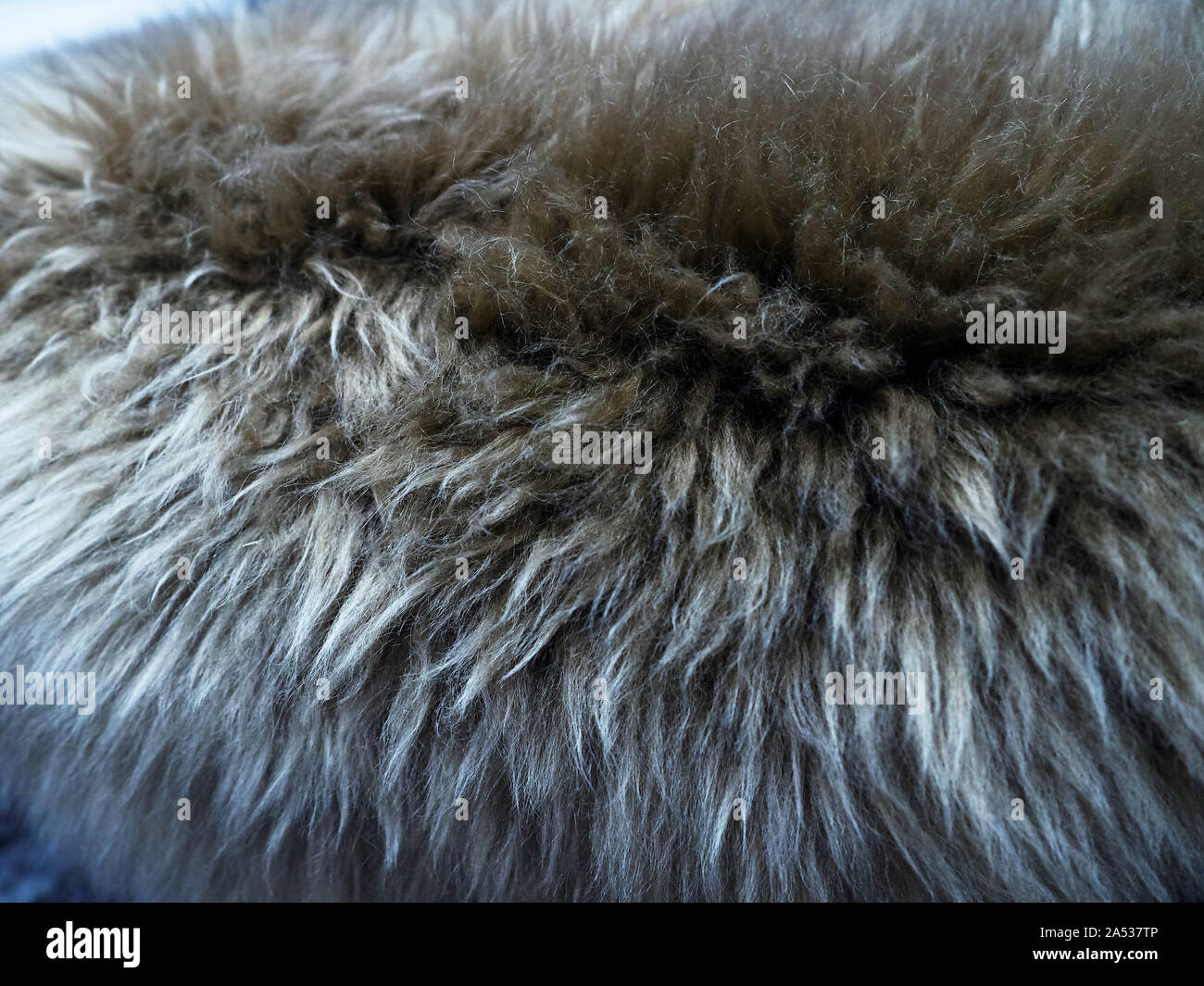 Sheep Wool Background, Natural fluffy fur sheep wool Stock Photo - Alamy