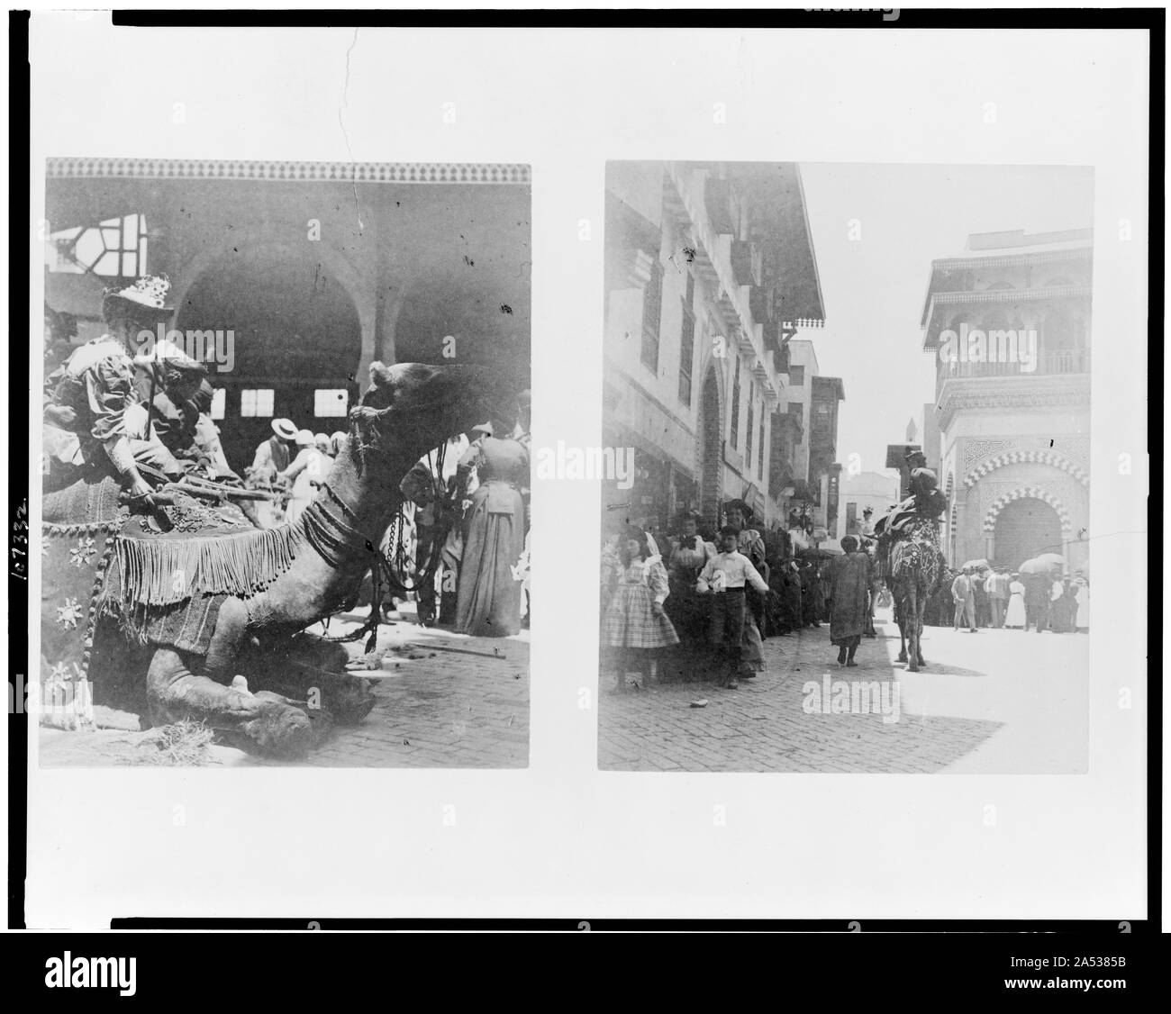 Two photographic prints, showing woman seated on back of kneeling camel ...