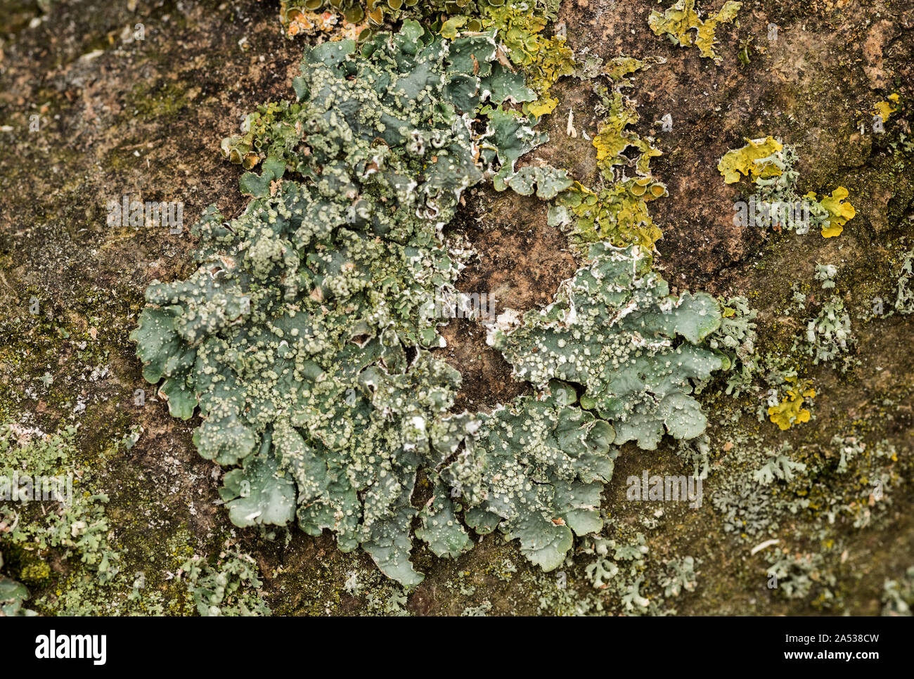 Soredia hi-res stock photography and images - Alamy