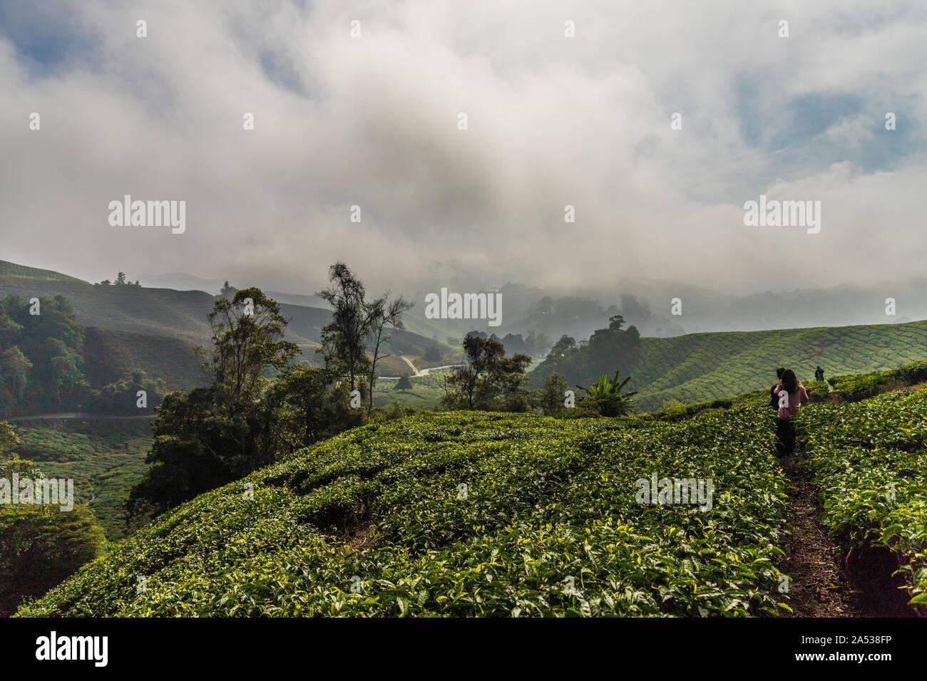 Tea plantations in the cameron highlands in Malaysia Stock Photo - Alamy