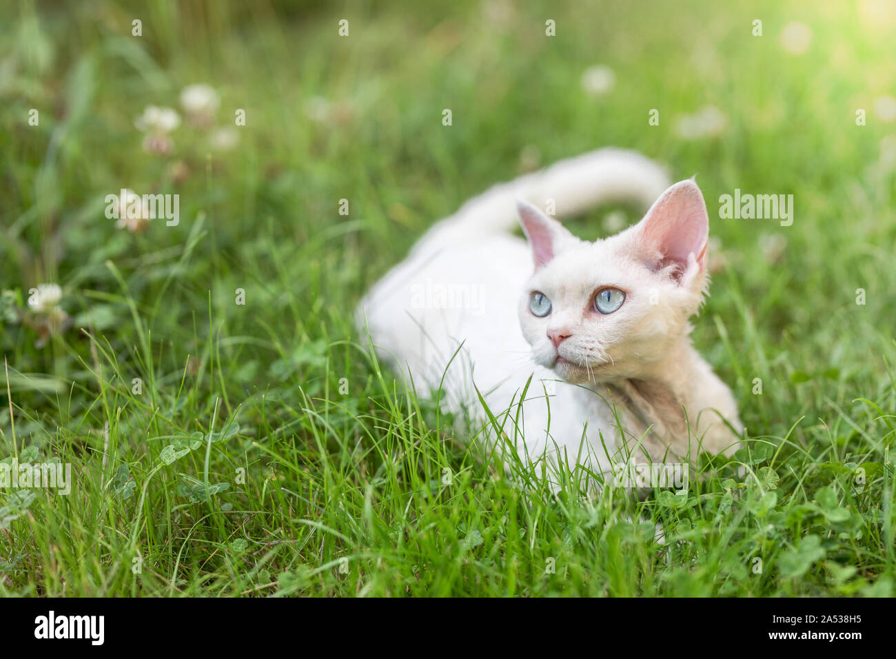 A cute young white purebred Devon Rex cat on a green grass garden lawn ...