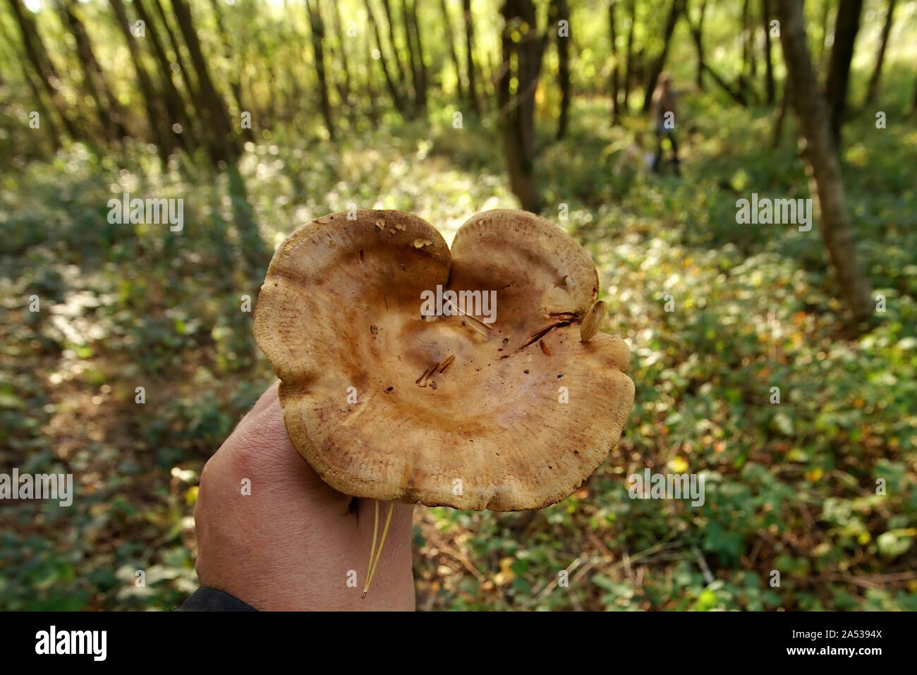 brown roll-rim mushroom held in hands after picking in the autumn ...
