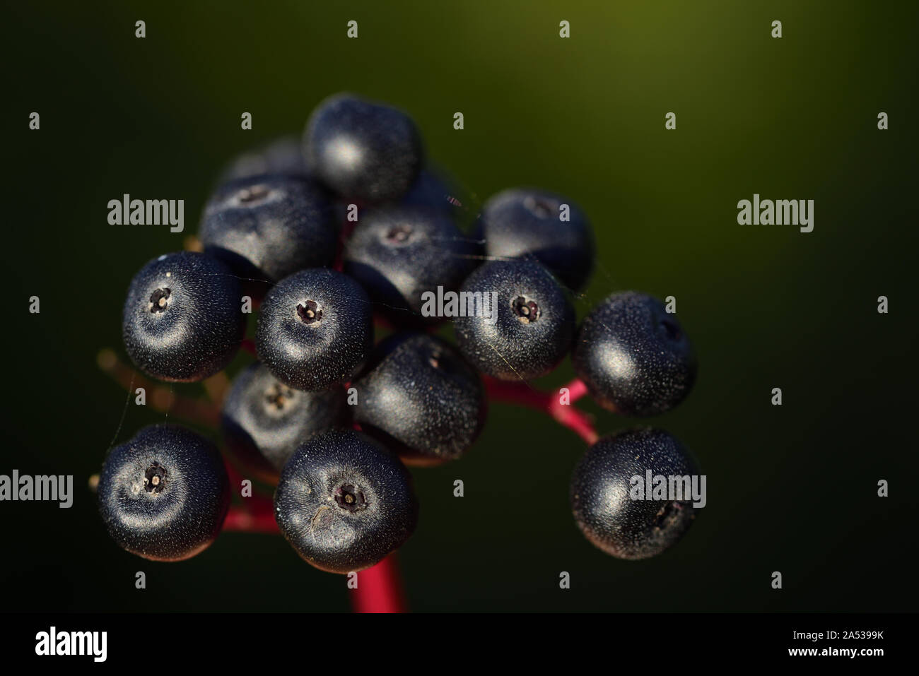 Dark berries hi-res stock photography and images - Alamy