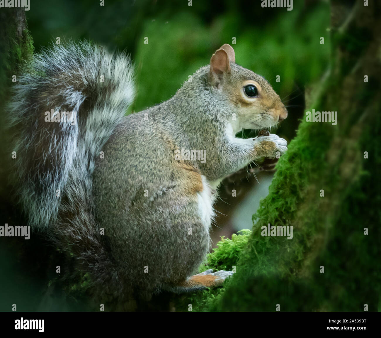 Squirrels nuts hi-res stock photography and images - Alamy