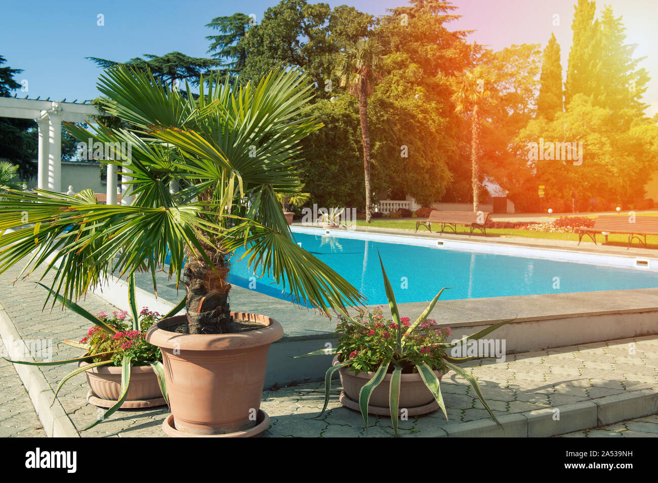 Palm tree next swimming pool hi-res stock photography and images - Alamy