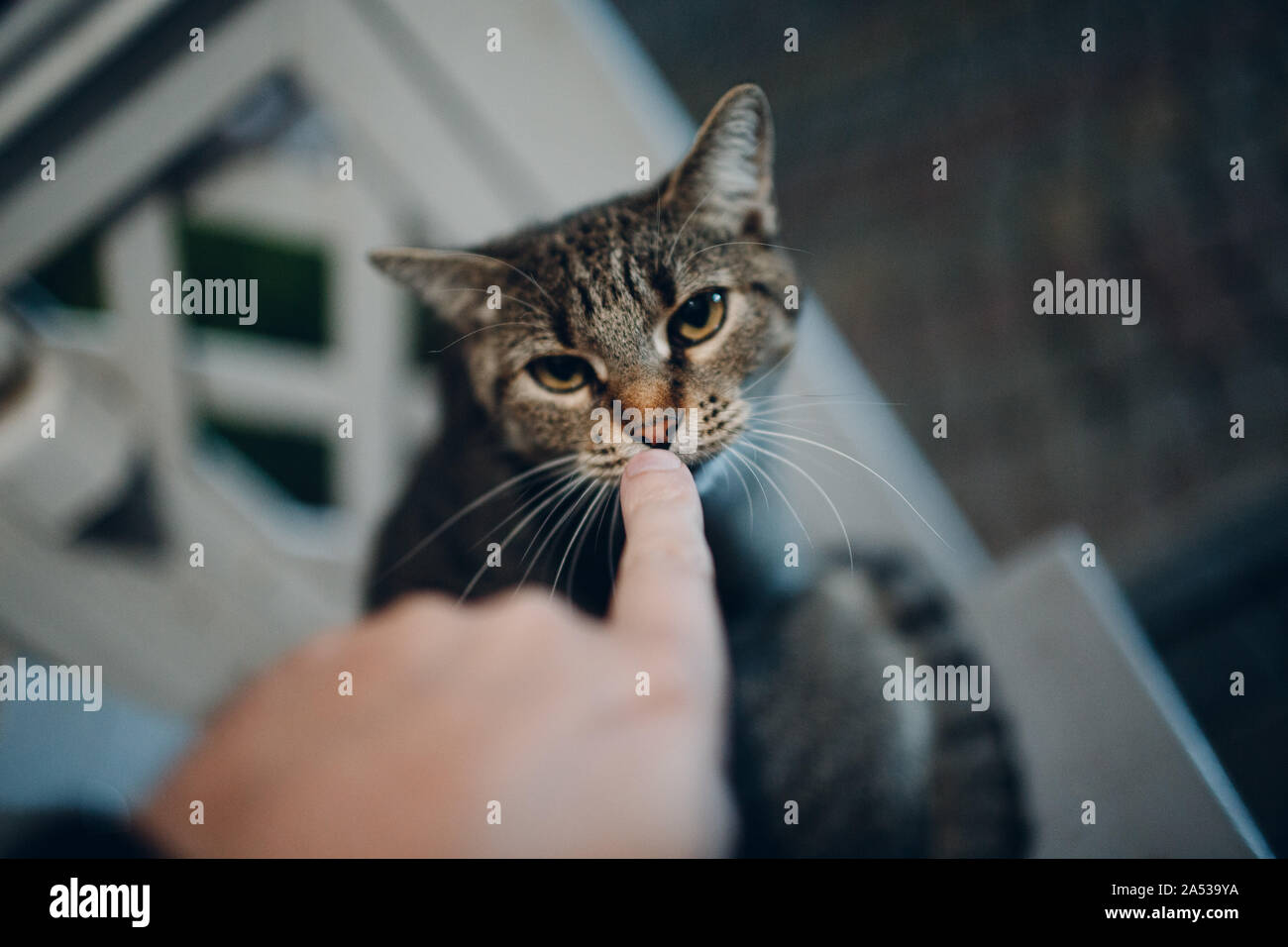 Photograph shows man young hi-res stock photography and images - Alamy