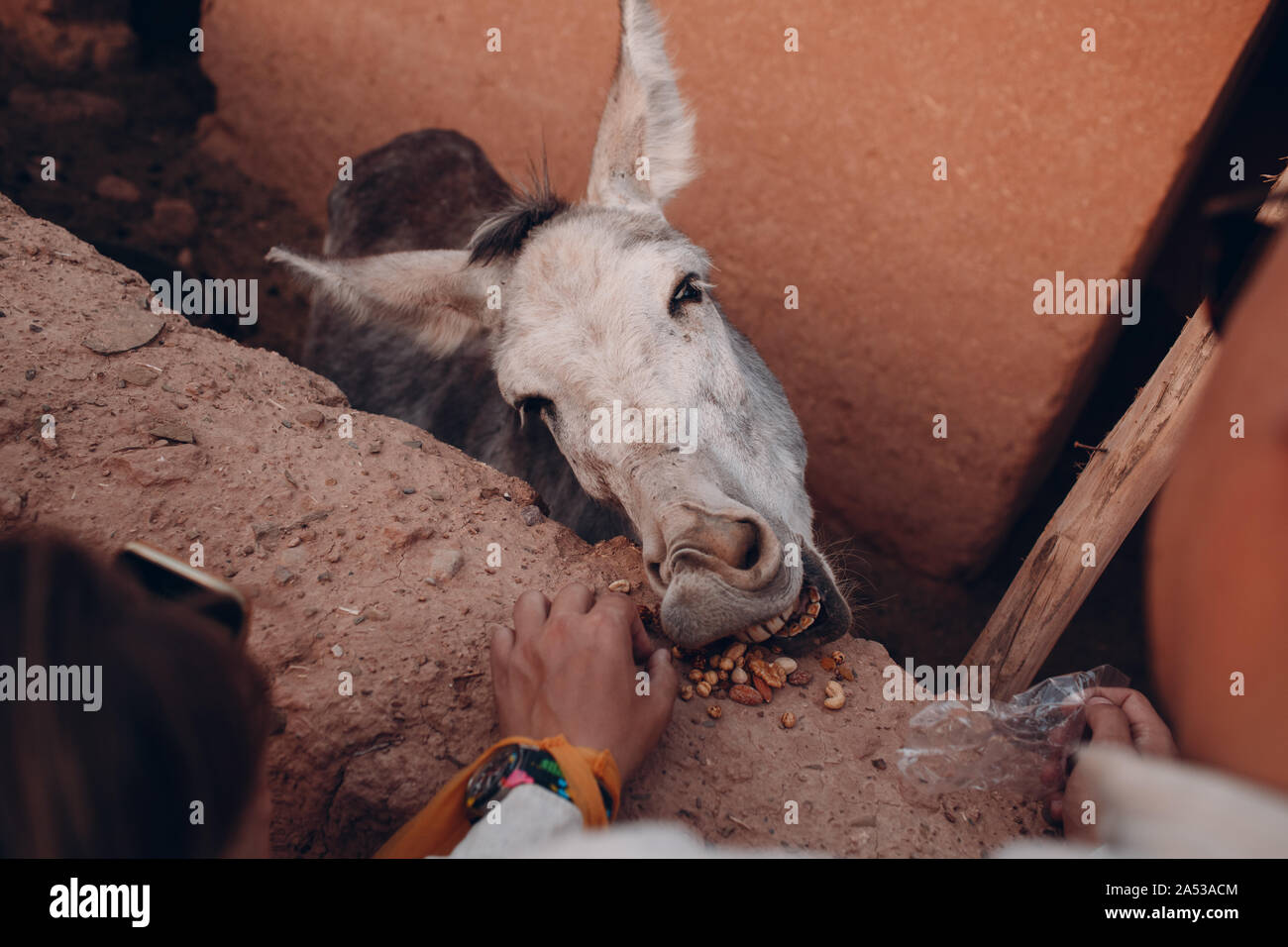 People feed a funny donkey nuts Stock Photo - Alamy