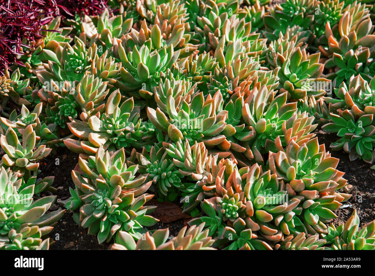 Two-colored succulents grow on the ground. Plant background of round ...