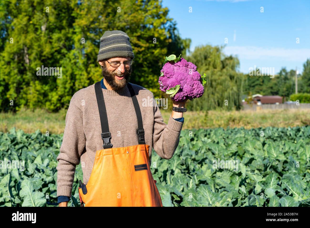 Farmer is proudly holding red cauliflower during fall harvest Stock ...