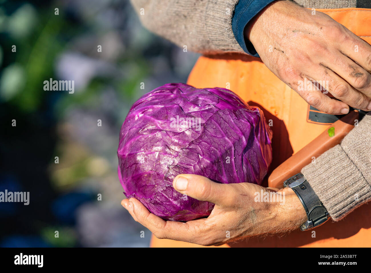 Farmer is holding red organic cabbage Stock Photo - Alamy