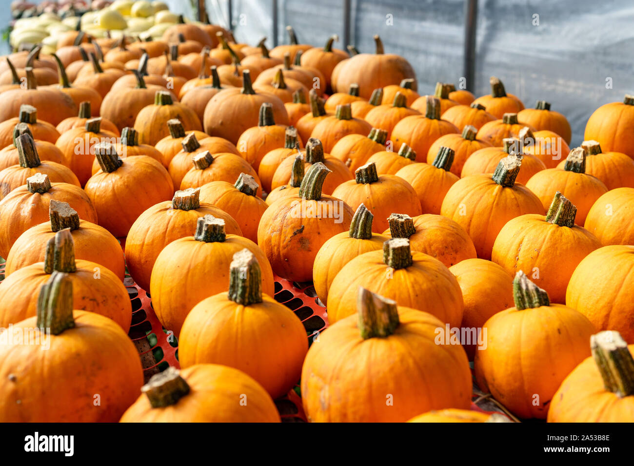 Orange organic gourd hi-res stock photography and images - Alamy