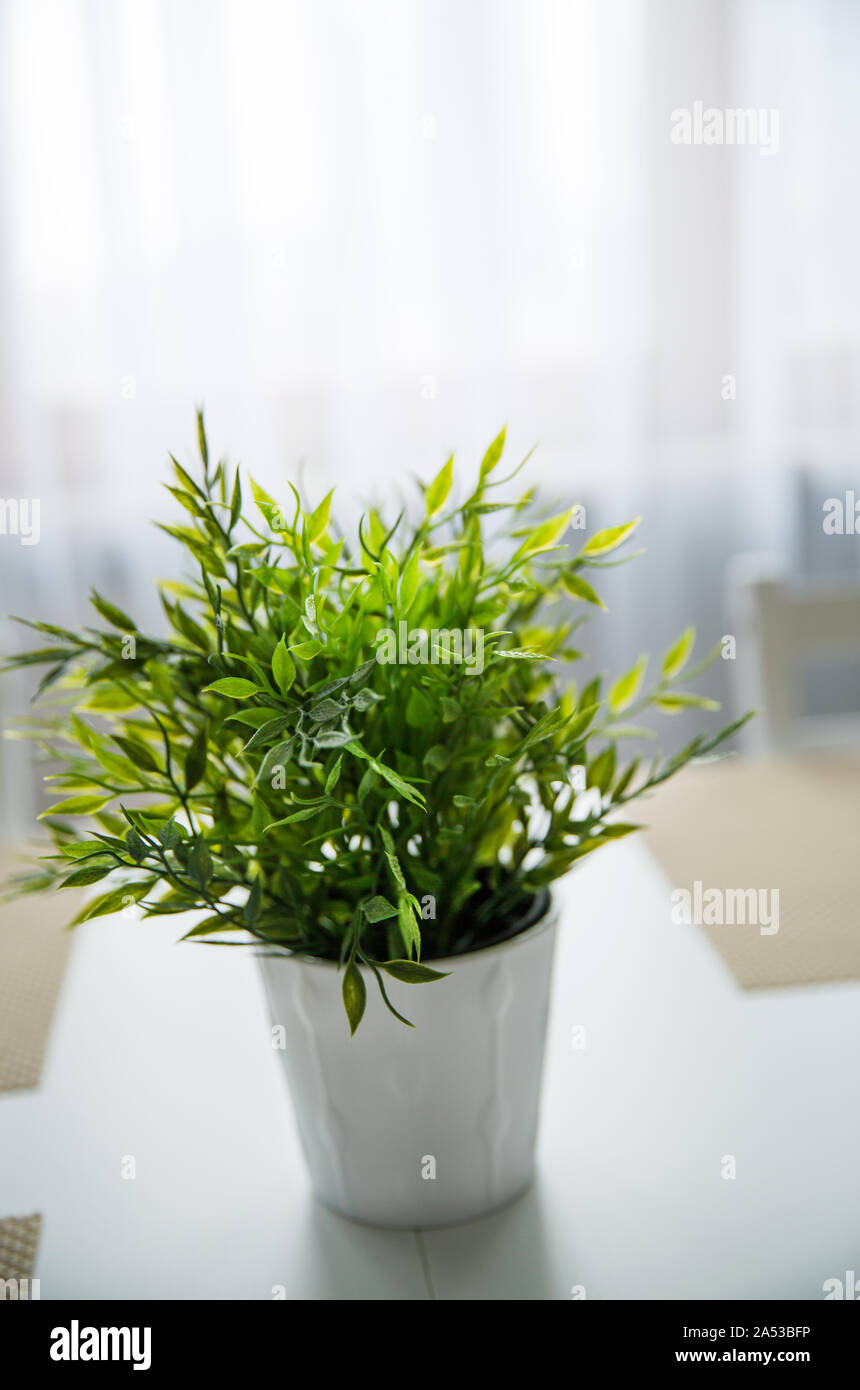 Plastic tree interior decoration in kitchen in living room Stock Photo ...