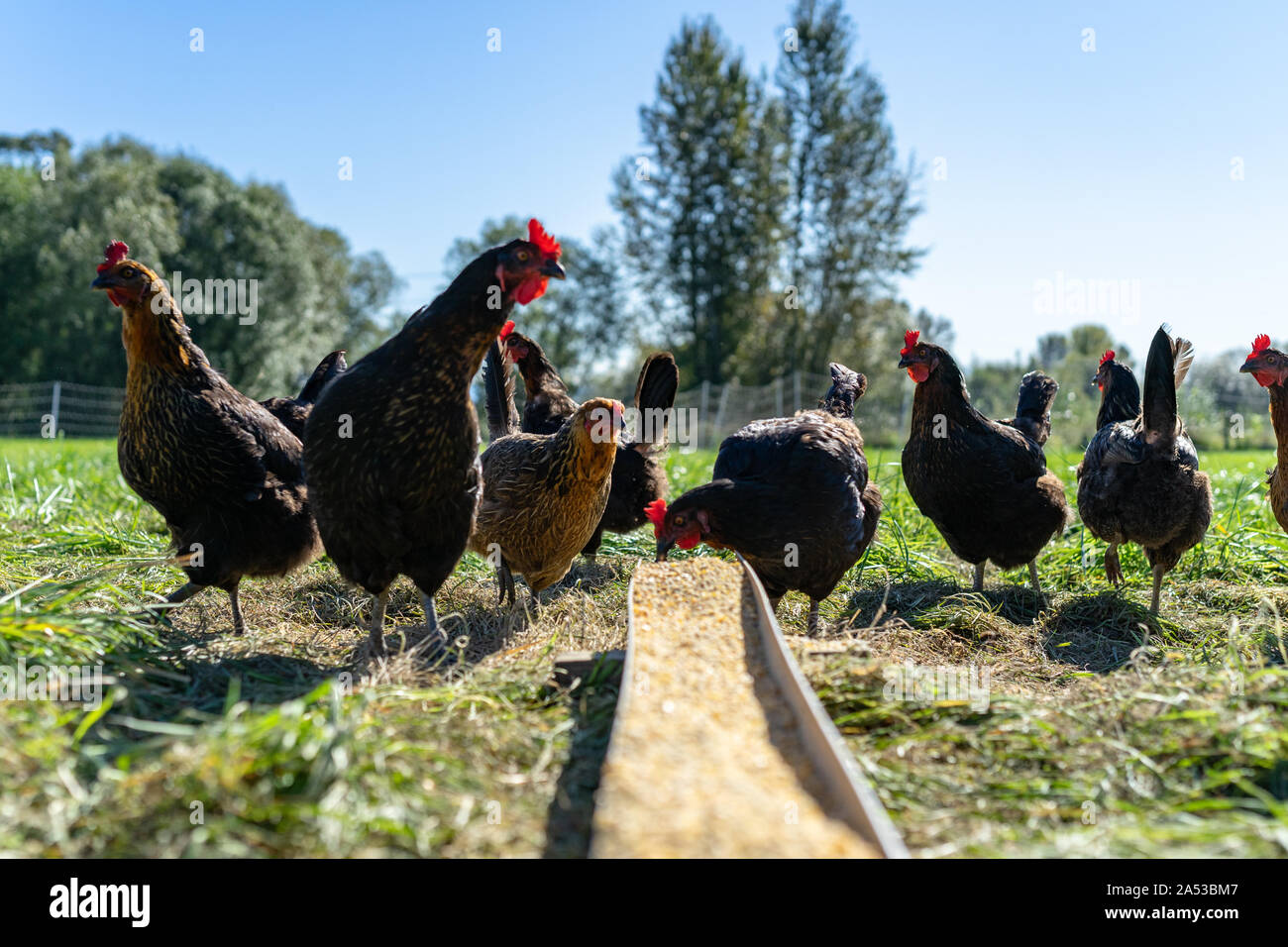Organic free range real chickens nibbling on the feed Stock Photo - Alamy