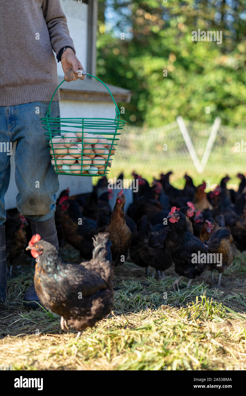 Collecting bird eggs hi-res stock photography and images - Alamy