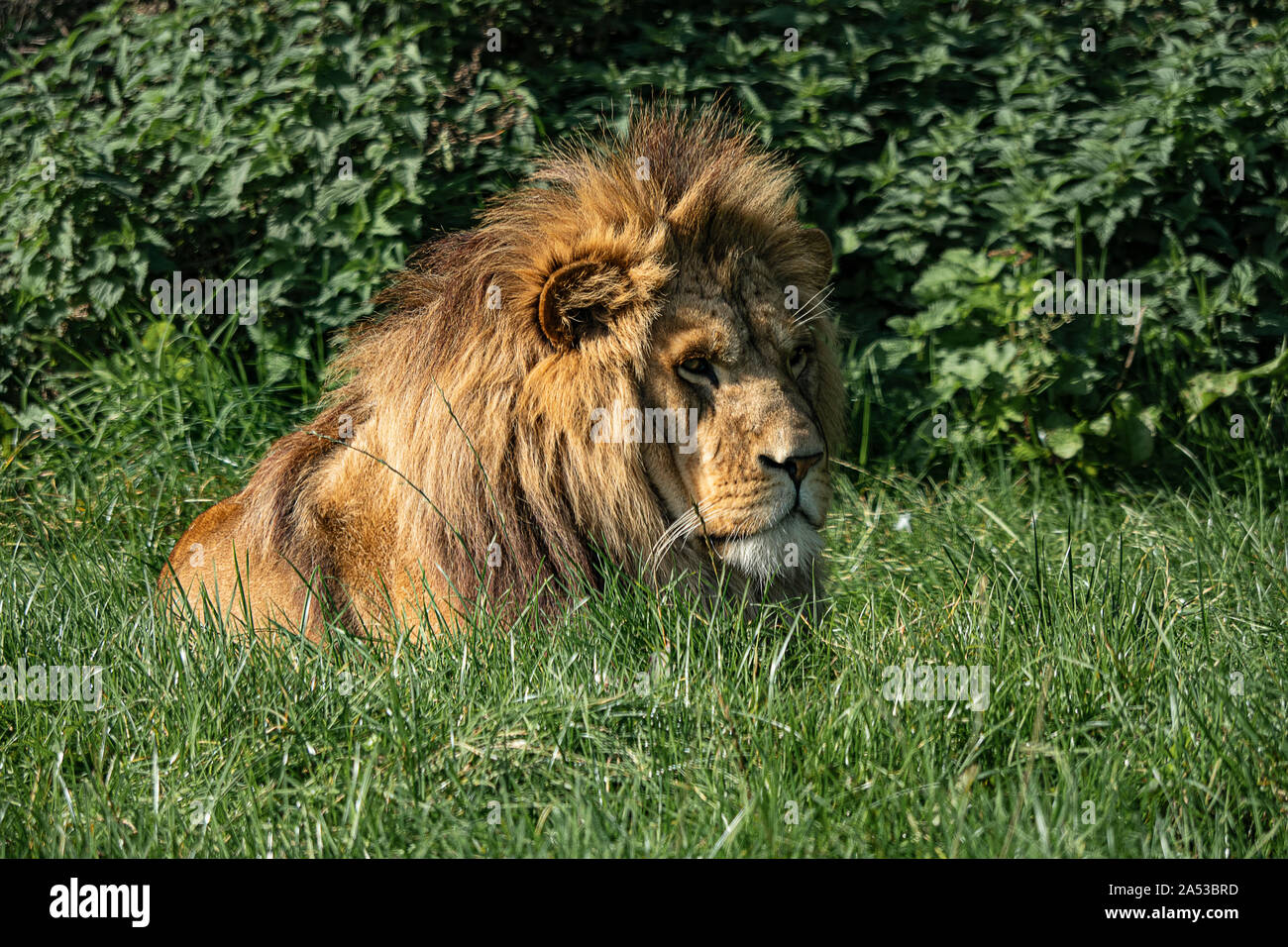 Resting male lion lying in the long grass Stock Photo - Alamy