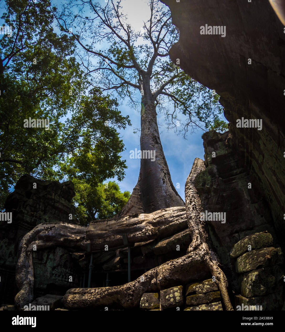 Huge jungle tree on ruined temples of large stones, in Southeast Asia ...