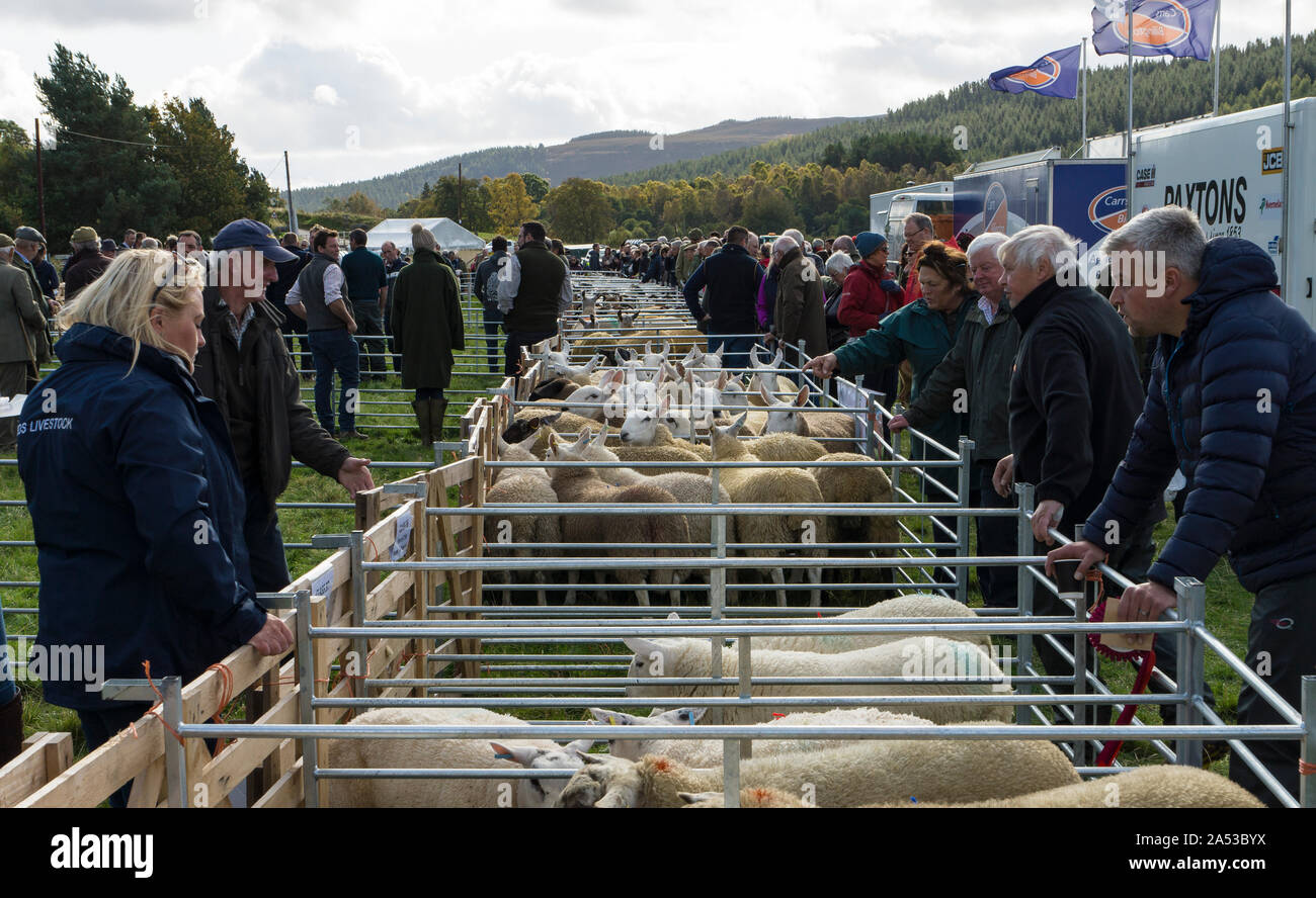 Sheep pen exhibits at the Alwinton Show (Northumberland) 2019 Stock ...