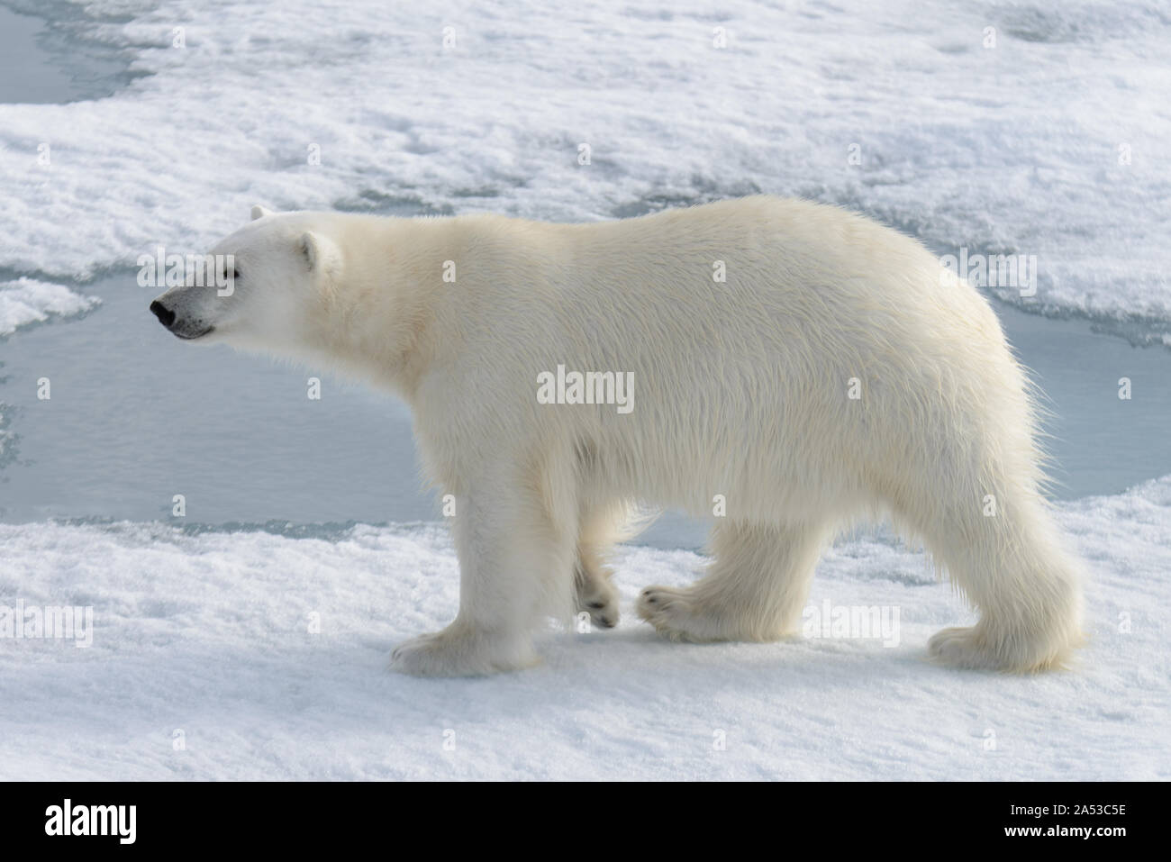 Wild polar bear on pack ice in Arctic Stock Photo - Alamy