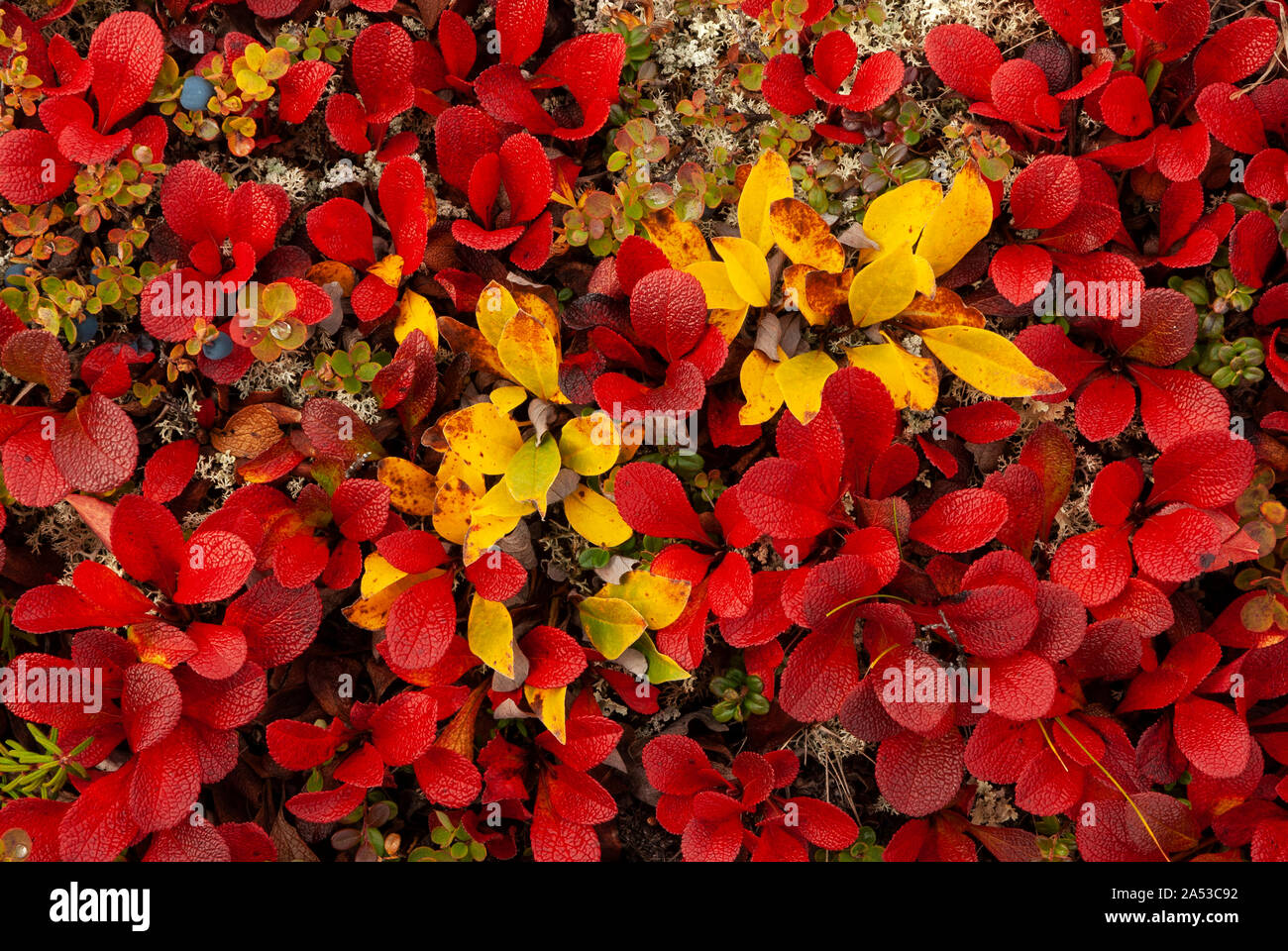 North America; United States; Alaska; Alaska Range Mountains; Denali ...
