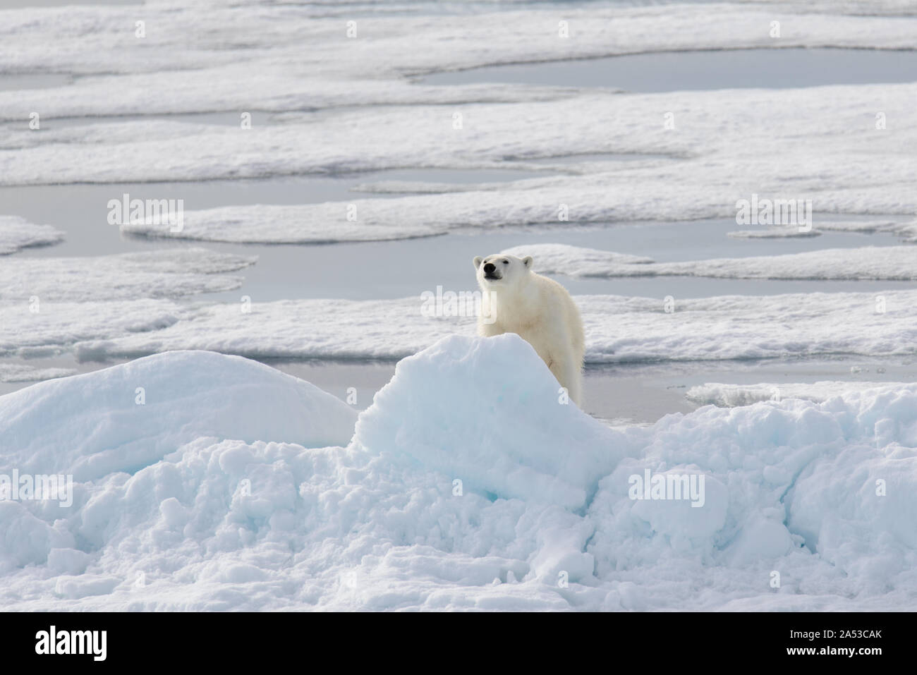 Wild polar bear on pack ice in Arctic Stock Photo - Alamy