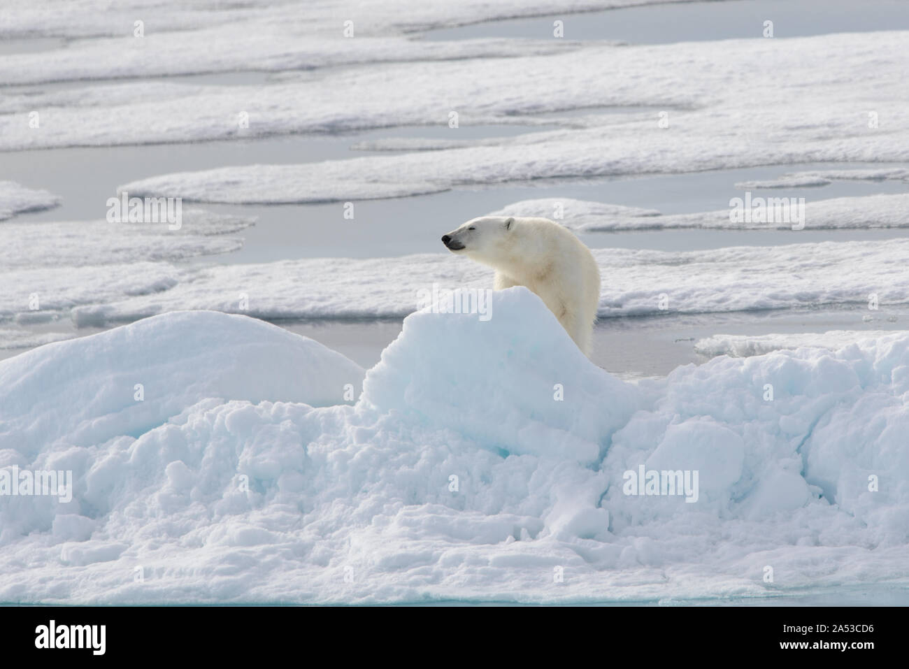 Wild polar bear on pack ice in Arctic Stock Photo - Alamy