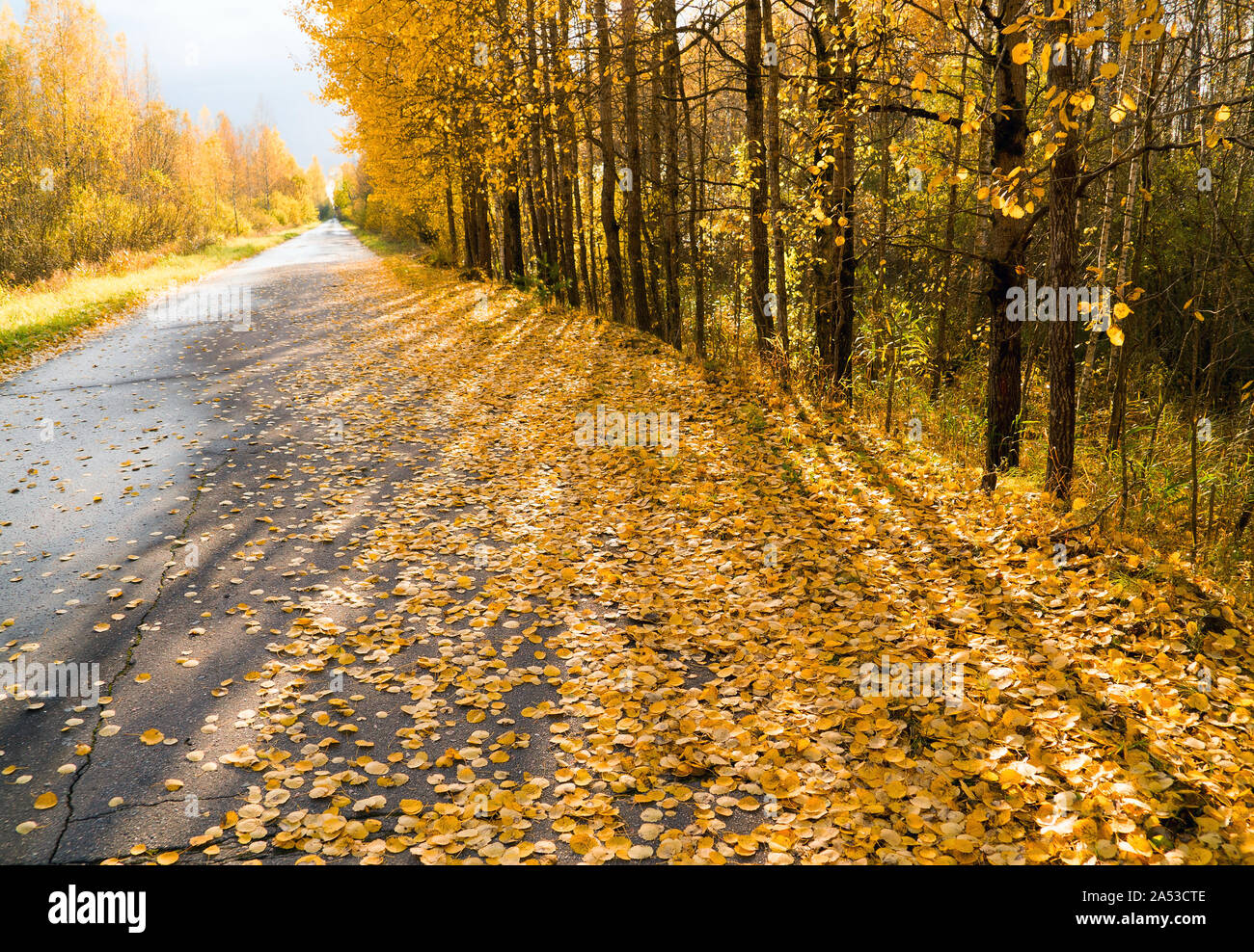 Straight line on leaf hi-res stock photography and images - Alamy