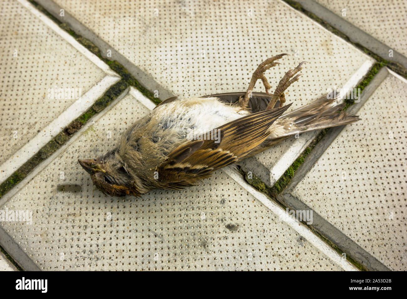 Car up on blocks hi-res stock photography and images - Alamy