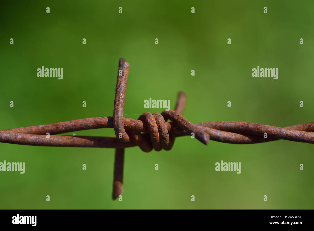 Closeup of a red rusty barbed wire in front of green background with ...