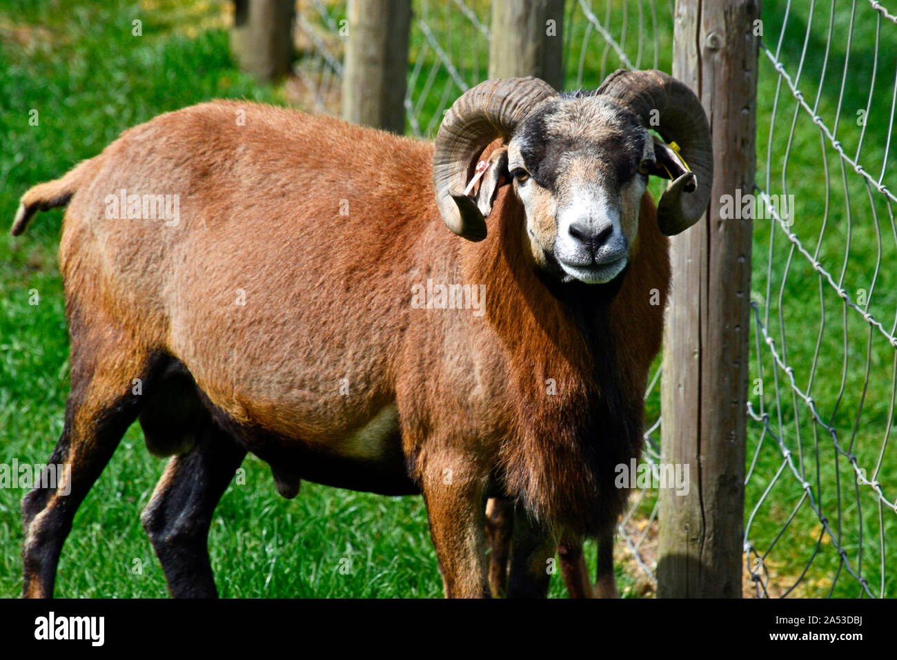 Friendly farm animals hi-res stock photography and images - Alamy