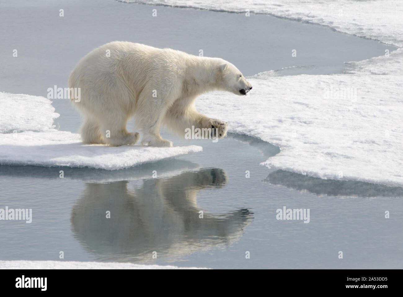 Wild polar bear on pack ice in Arctic Stock Photo - Alamy